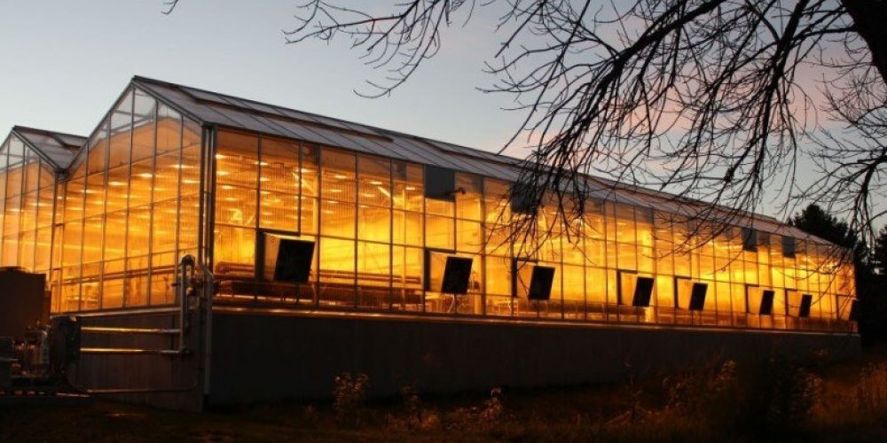 Kansas Wheat Innovation Center greenhouse | Argus